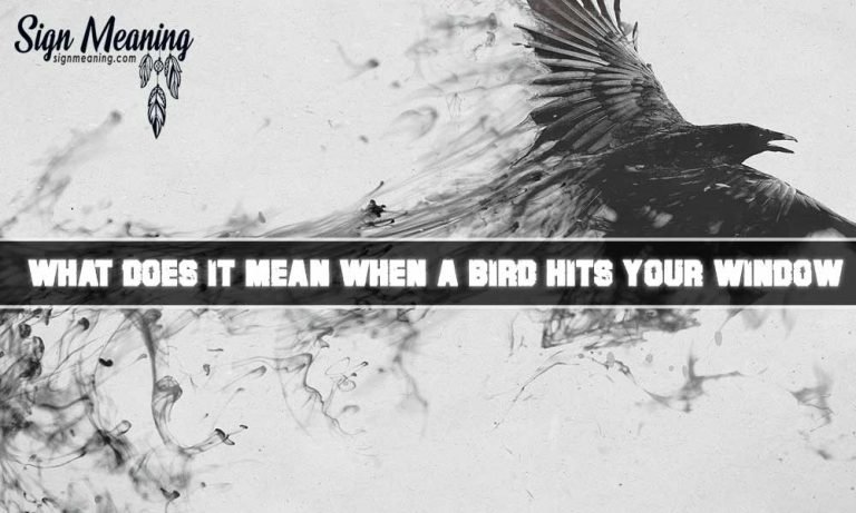 What Does It Mean When a Bird Hits Your Window? – Sign Meaning