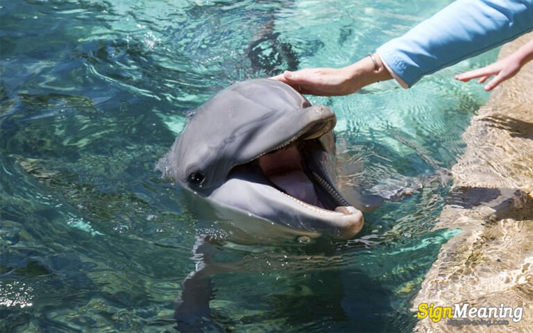 Dreams About Dolphins - What Is The Symbolic Interpretation?
