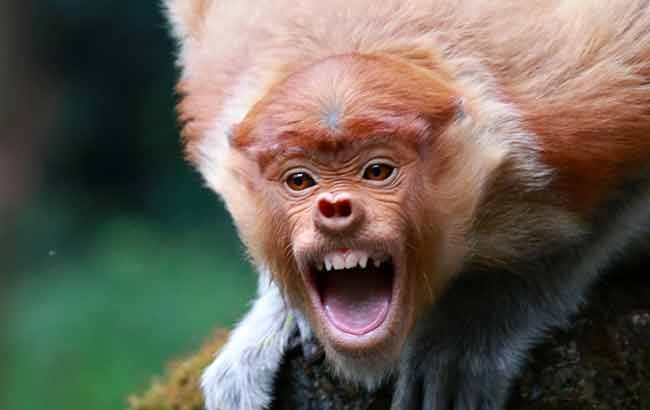 Dream About Monkeys Meaning And Interpretation