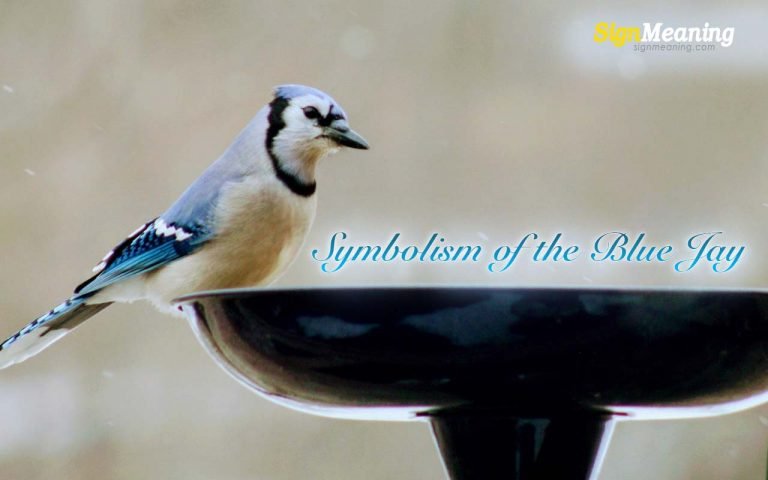 Blue Jay - Spirit Animal and Symbolism of the Blue Jay