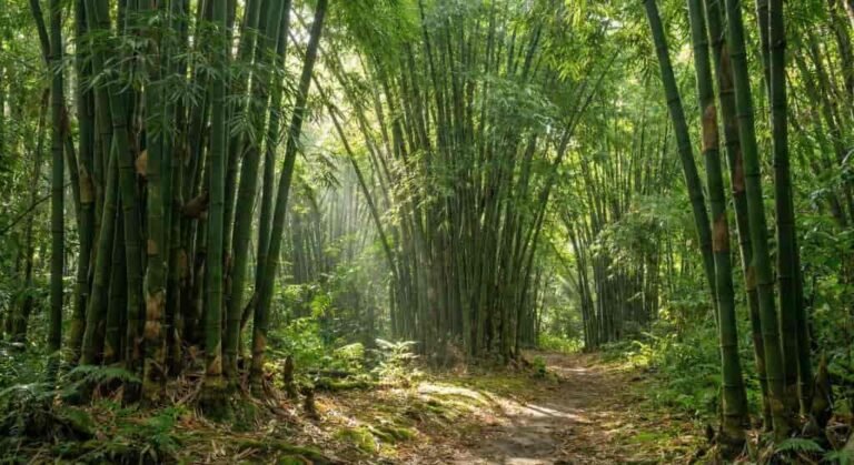 Spiritual Meanings of Bamboo Symbolism Energy Life Lessons
