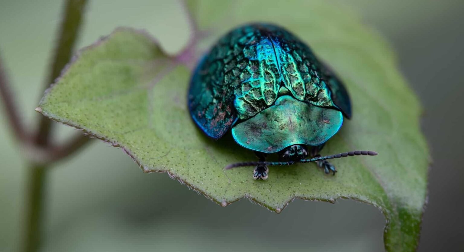 Spiritual Meanings of Beetles: Symbolism, Signs, and Messages