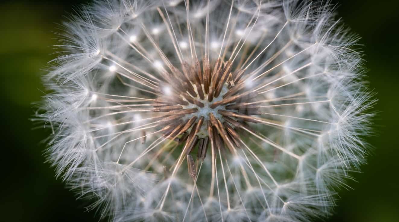 Spiritual Meanings of Dandelions: Symbolism and Life Lessons