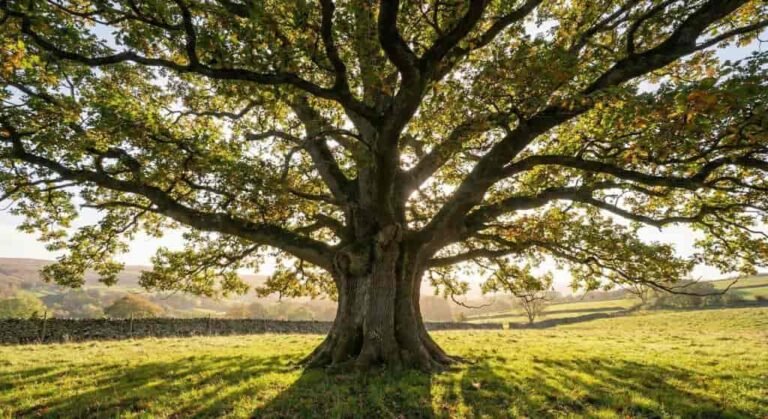 Spiritual Meanings of Oak Trees: Symbols, Messages, Wisdom