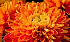 Spiritual Meanings of Chrysanthemums: 15 Powerful Symbols