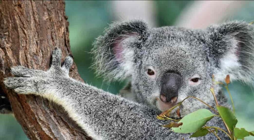 Spiritual Meanings of Koala: 15 Signs of Calm and Healing