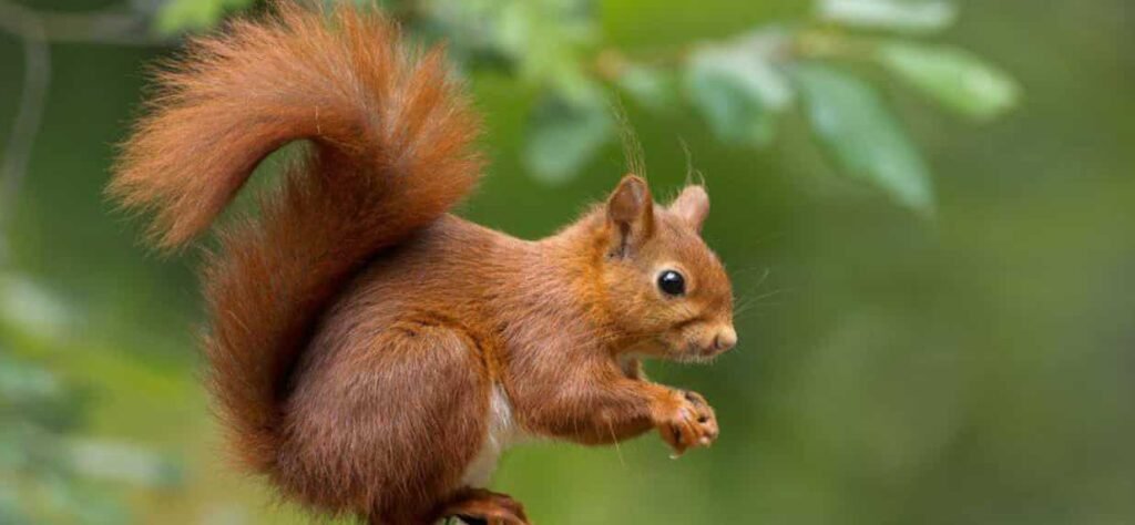 Spiritual Meanings of Squirrels: Symbolism and Life Lessons
