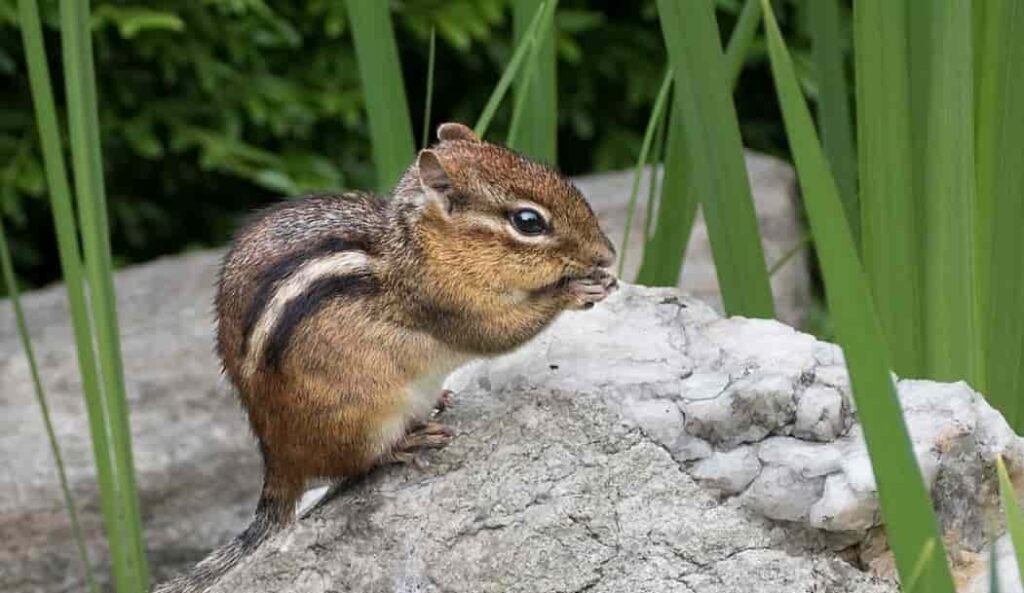 Spiritual Meanings of a Chipmunk: 15 Powerful Signs Explained