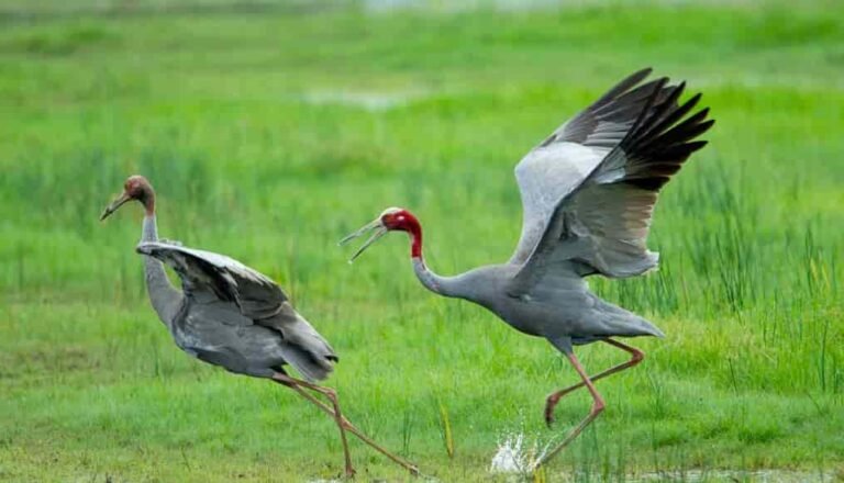 Spiritual Meanings of a Crane: 15 Symbols and Life Lessons