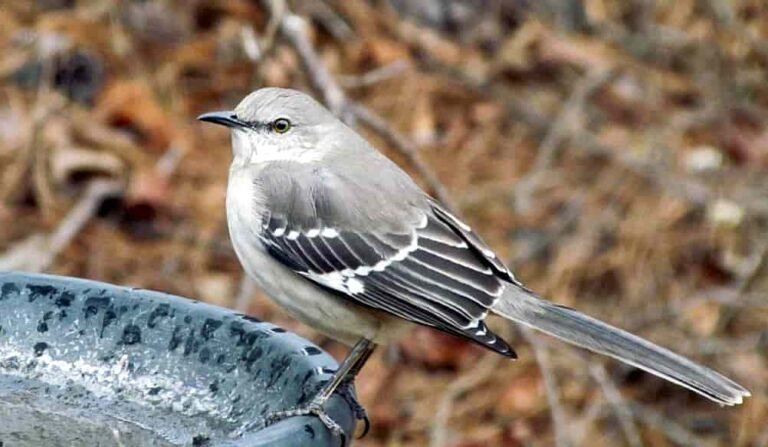 Spiritual Meanings of a Mockingbird: 15 Powerful Signs and Messages