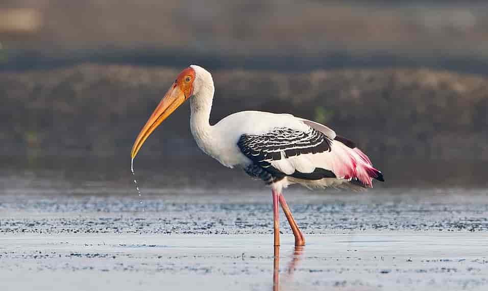 Spiritual Meanings of a Stork: 15 Signs of Birth and Renewal