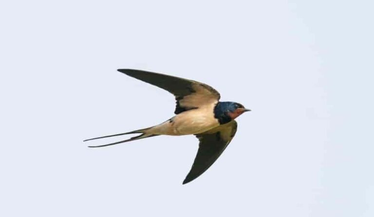 Spiritual Meanings of a Swift Bird: 15 Divine Messages Explained