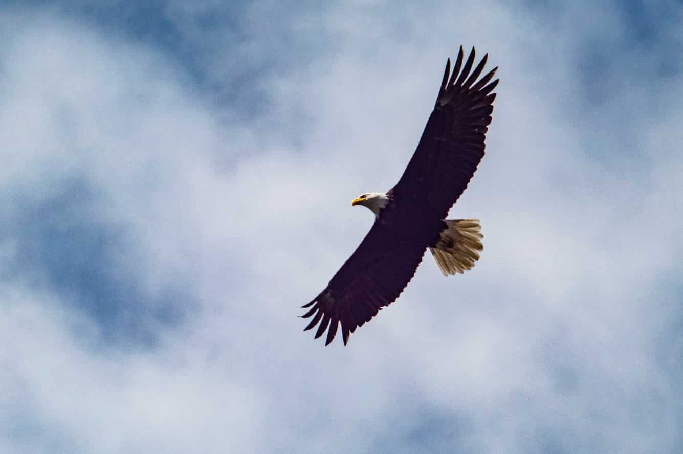 Spiritual Meanings of an Eagle: Freedom, Strength & Guidance