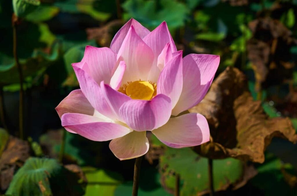 Spiritual Meanings of the Lotus Flower and Inner Growth